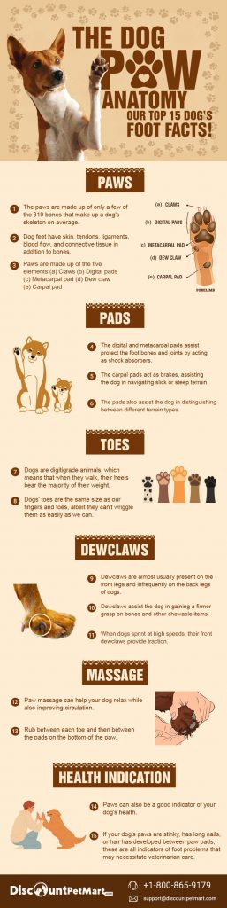 The Dog Paws Anatomy: Our Top 15 Dog’s Foot Facts! - DiscountPetMart