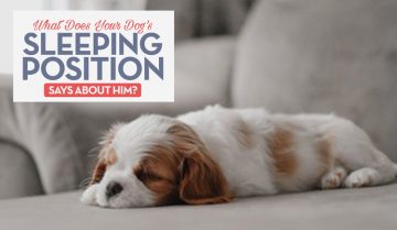 Dog Sleeping Positions and What They Mean