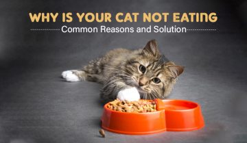 10 Reasons Why Your Cat Is Not Eating - DiscountPetMart