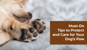 Must-Do Tips to Protect and Care for Your Dog’s Paw - DiscountPetMart