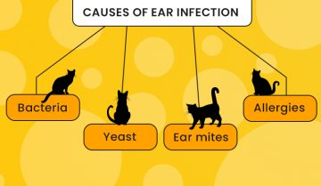 Ear Infections in Cats: A Comprehensive Guide - DiscountPetMart