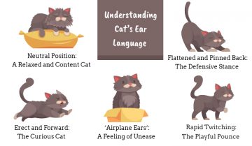 Unraveling Feline Mysteries: Decoding Cat Communication through Ear ...