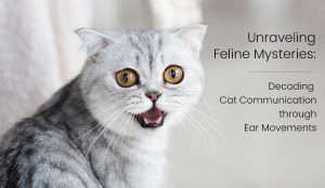 Unraveling Feline Mysteries: Decoding Cat Communication through Ear ...