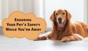6 Ways To Ensure Your Pet's Safety While You're Away - DiscountPetMart