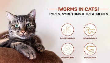 Worms in Cats: Types, Symptoms & Best Treatments